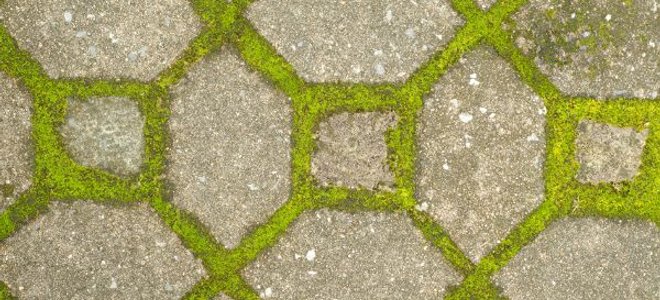 DIY a Charming Stone and Moss Walkway | DoItYourself.com