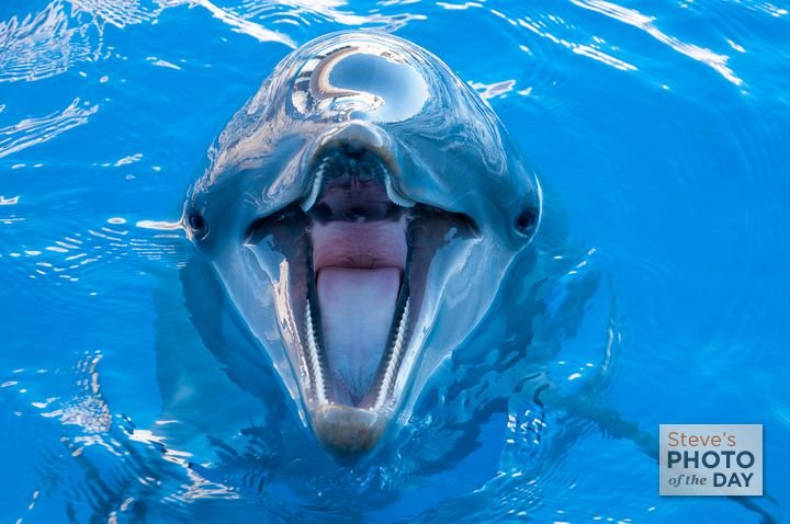 Photo of the Day, Photo Contest, Photography, Digital Photos - Steves ...