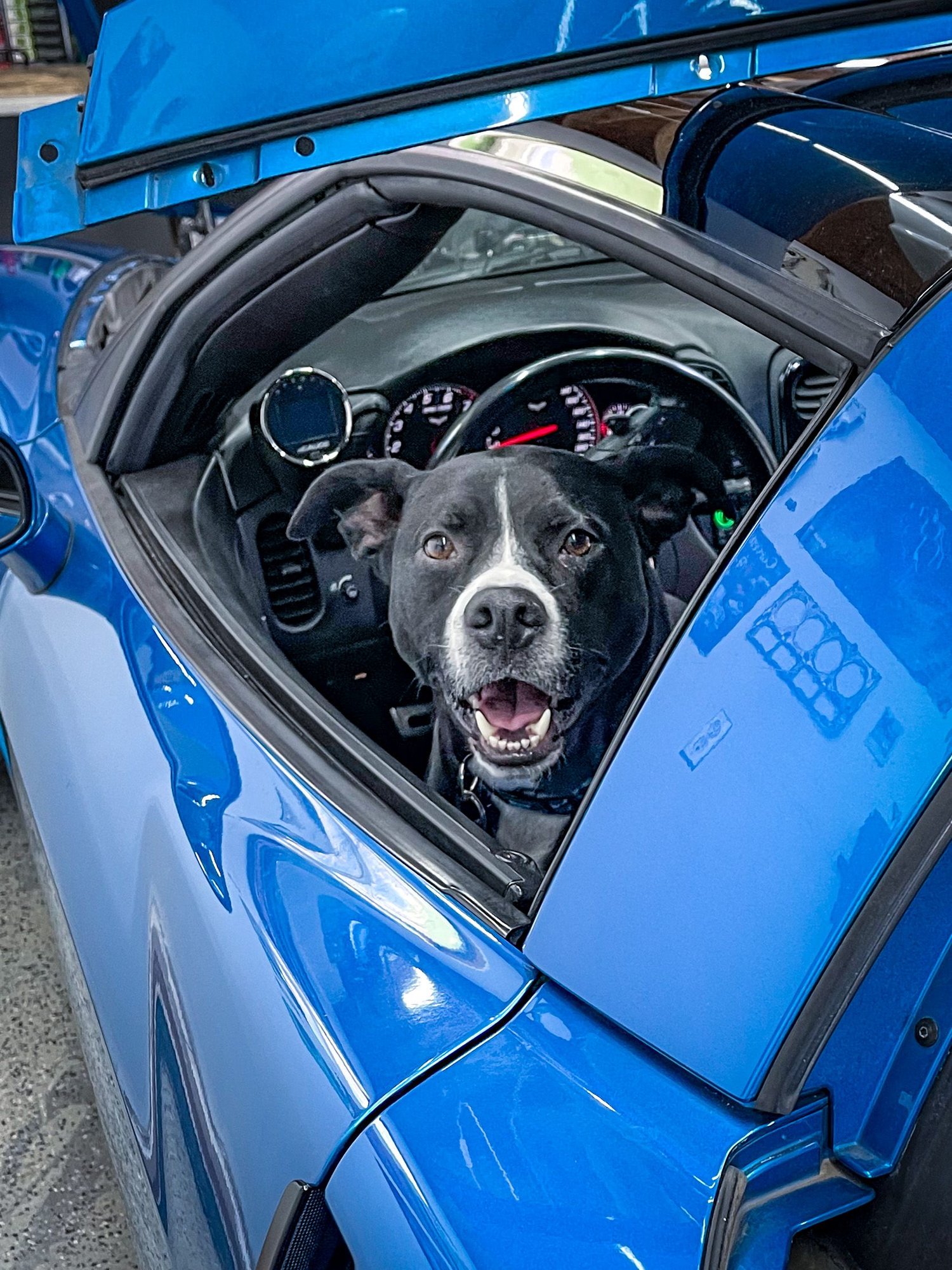 Fn dogs - CorvetteForum - Chevrolet Corvette Forum Discussion