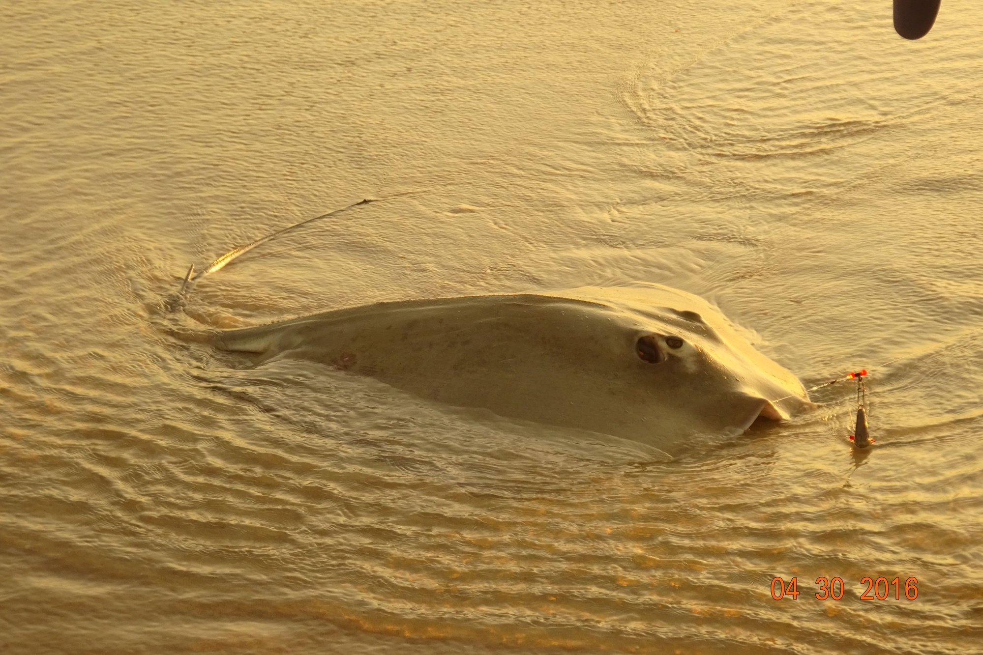 A real stingray!! - CorvetteForum - Chevrolet Corvette Forum Discussion