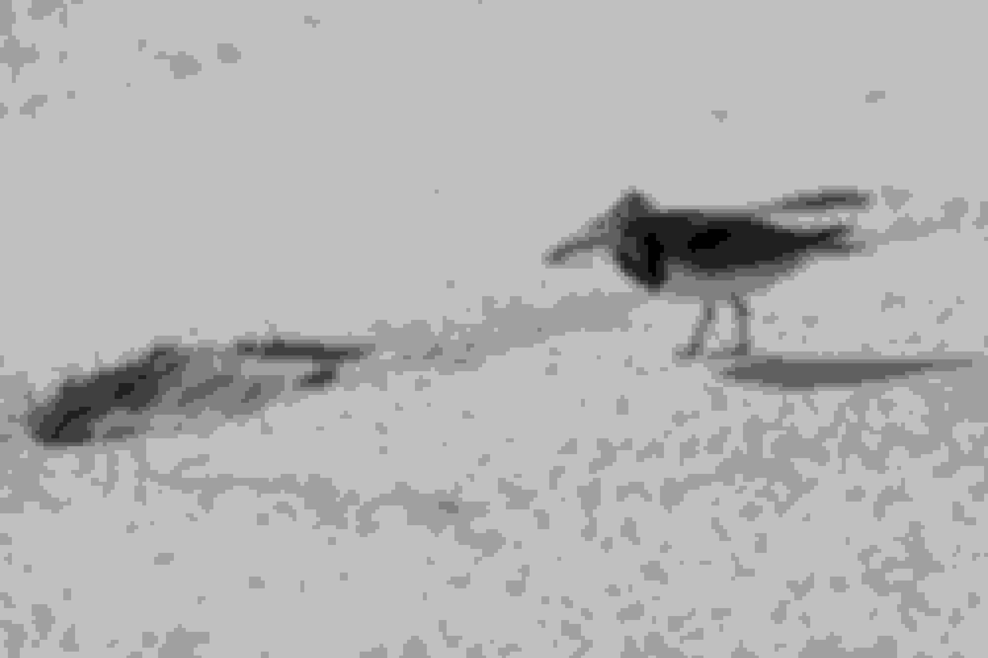 Birds at Playalinda Beach - CorvetteForum - Chevrolet Corvette Forum ...