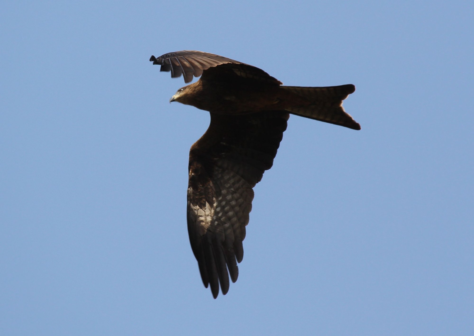 Shooting birds - Page 2 - CorvetteForum - Chevrolet Corvette Forum ...