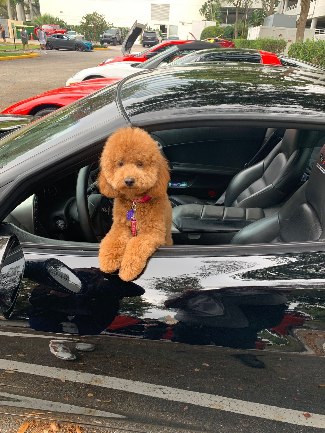 Fn dogs - CorvetteForum - Chevrolet Corvette Forum Discussion