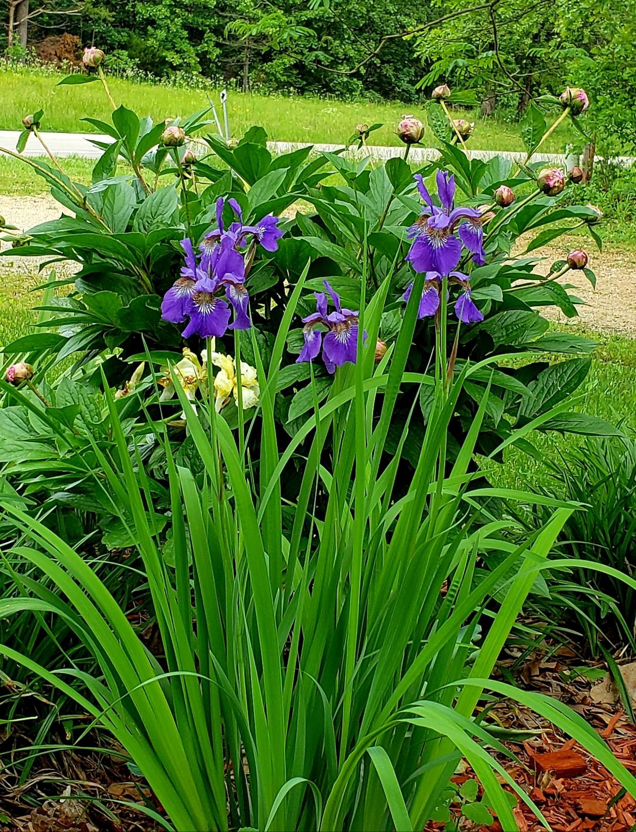Siberian Iris photo by cottageplots on Garden Showcase