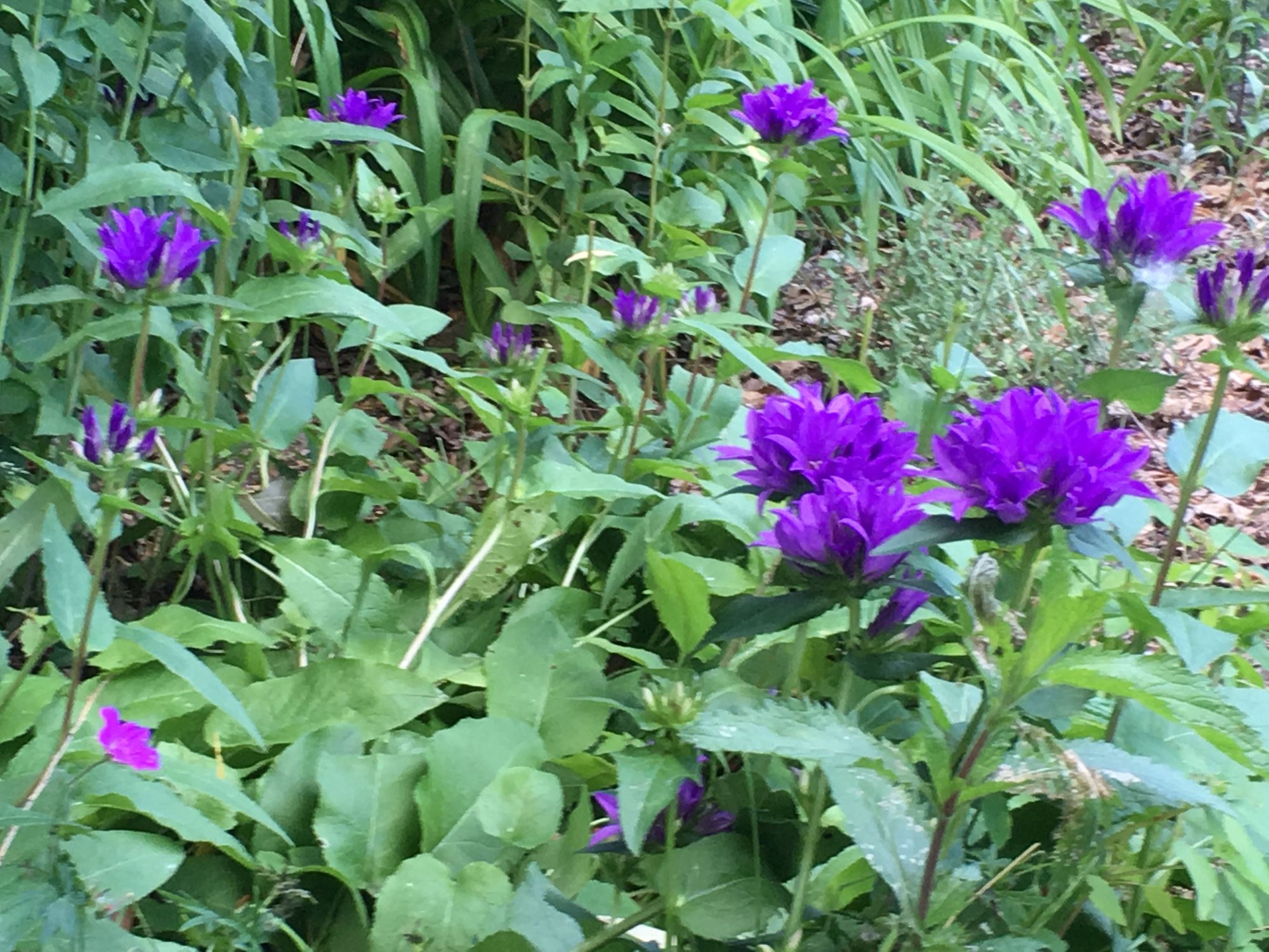 Campanula Glomerata - double f... photo by jazzybloom1 on Garden Showcase