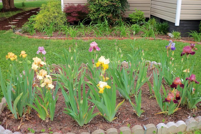 Raised Iris Bed photo by virginiarose on Garden Showcase