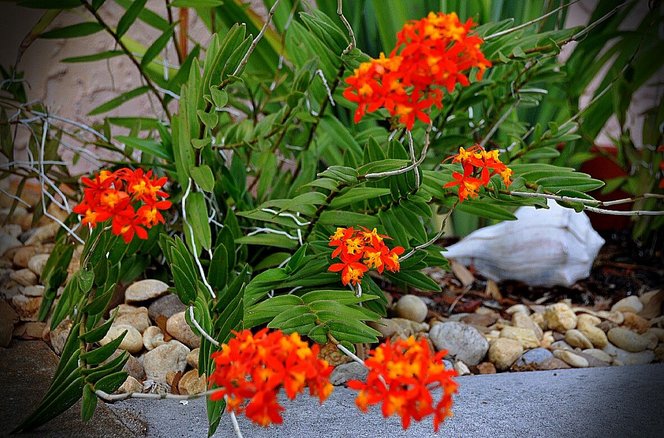 Ground Orchid. i don't know m... photo by moonpassion on Garden Showcase