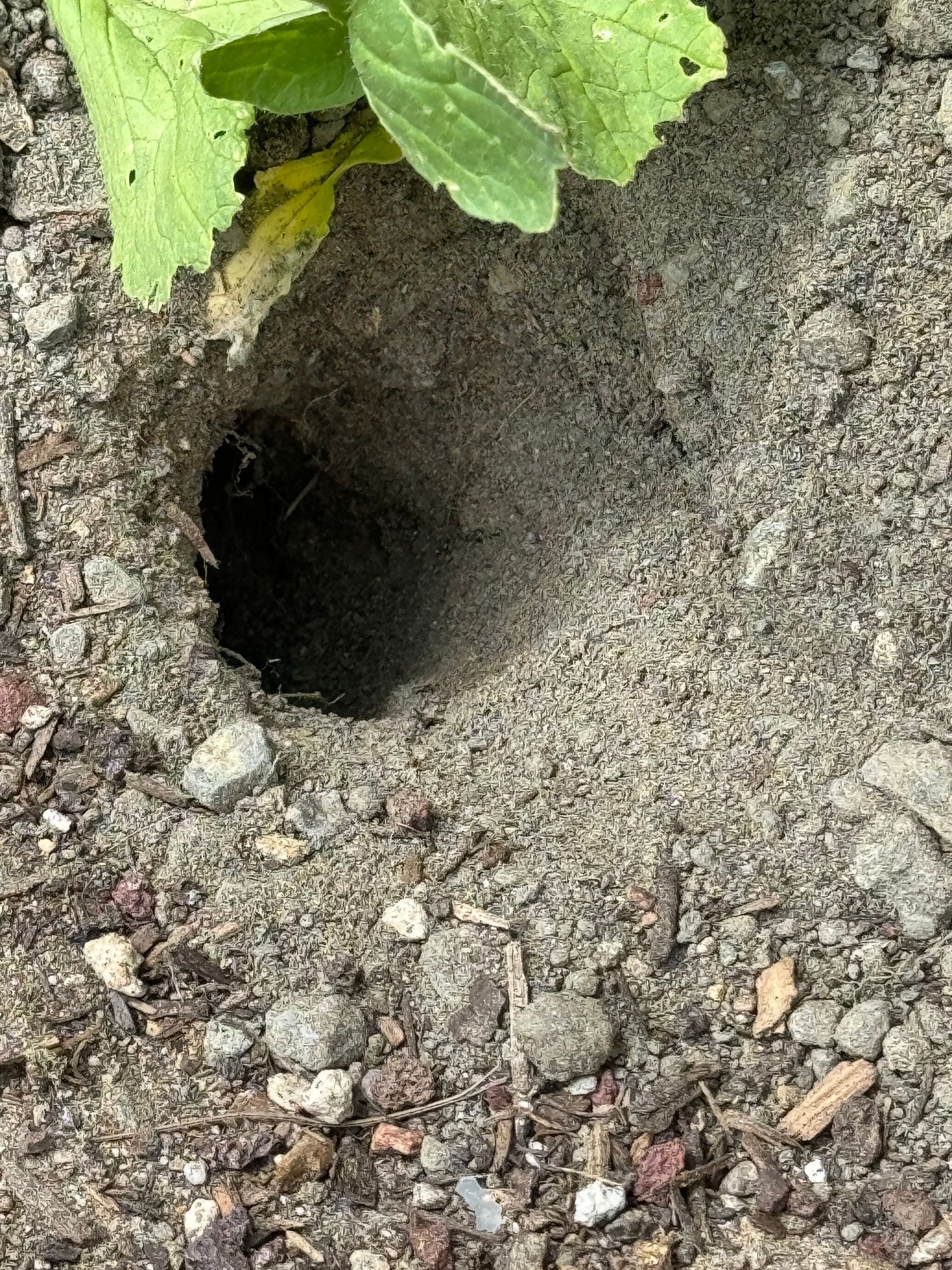 Safely Prevent Gophers - DoItYourself.com Community Forums