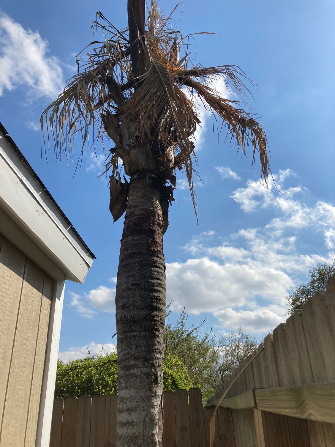 Is this date palm tree dead or dying? - DoItYourself.com Community Forums