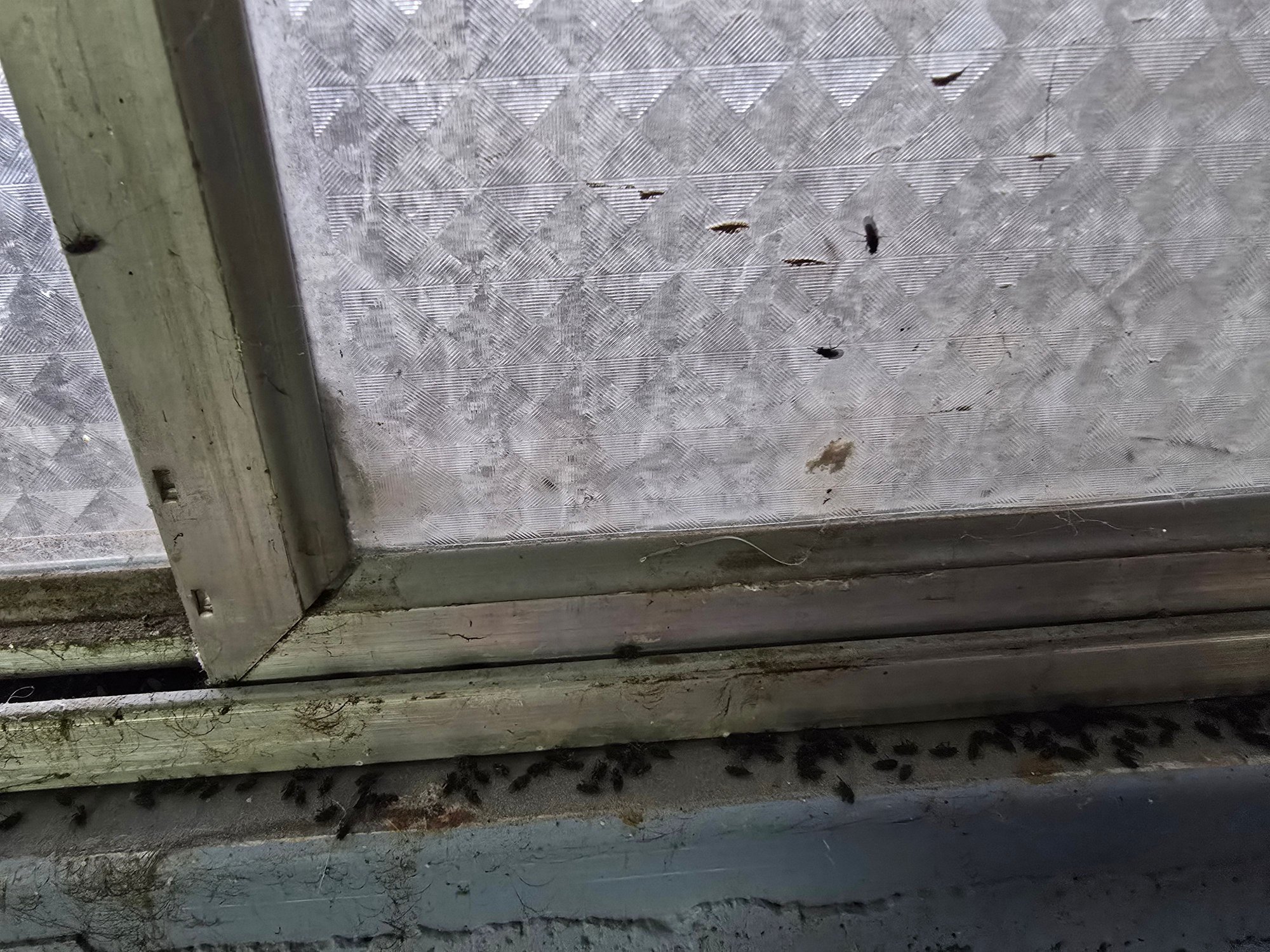 Help! Fly infestation in basement and no idea why - DoItYourself.com ...