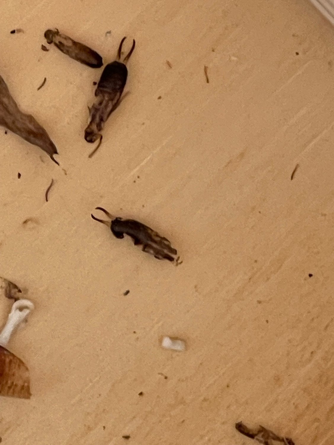 What are these bugs in my new Amish shed? I’m freaking out ...