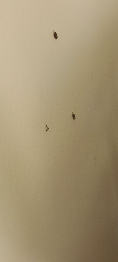 Garage wall... Looks like bug poop - DoItYourself.com Community Forums