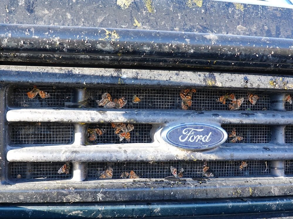 Radiator bug screen? - Ford F150 Forum - Community of Ford Truck Fans