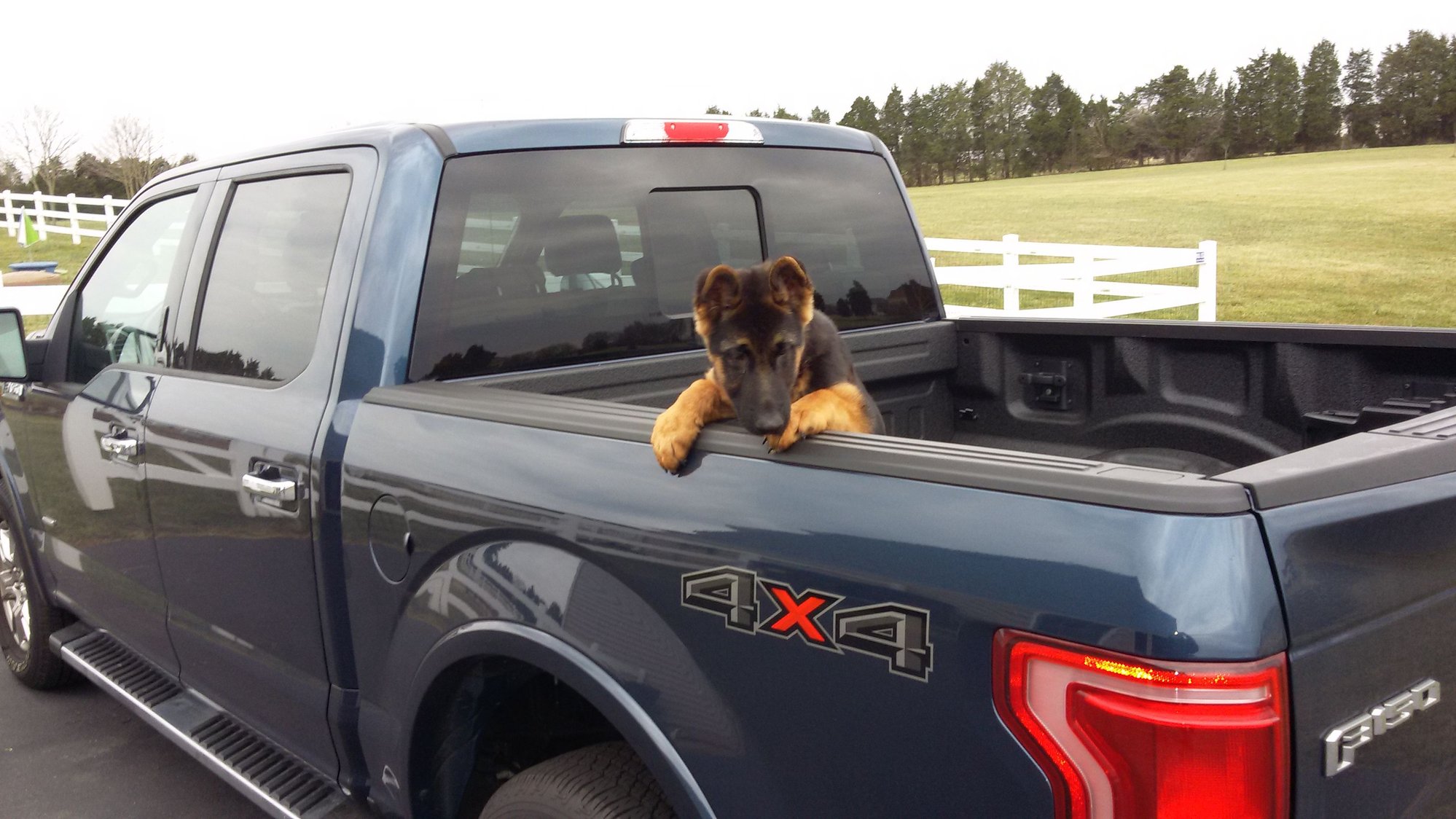 Dogs and trucks - Page 9 - Ford F150 Forum - Community of Ford Truck Fans