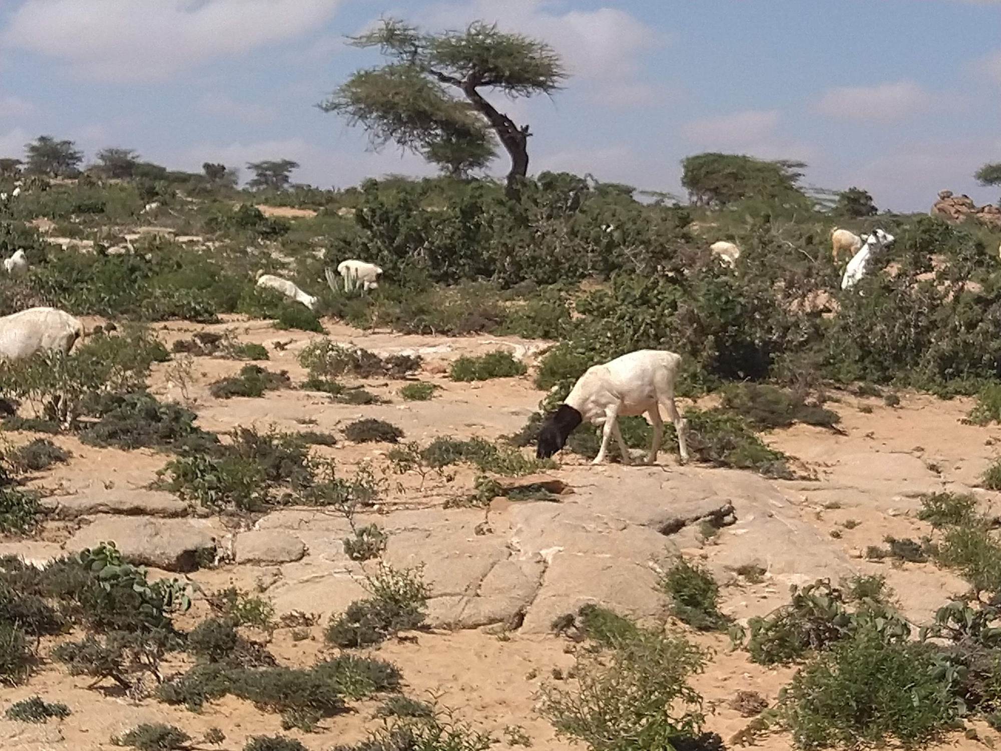 Somalia, Laas Geel Somaliland - Fodor's Travel Talk Forums