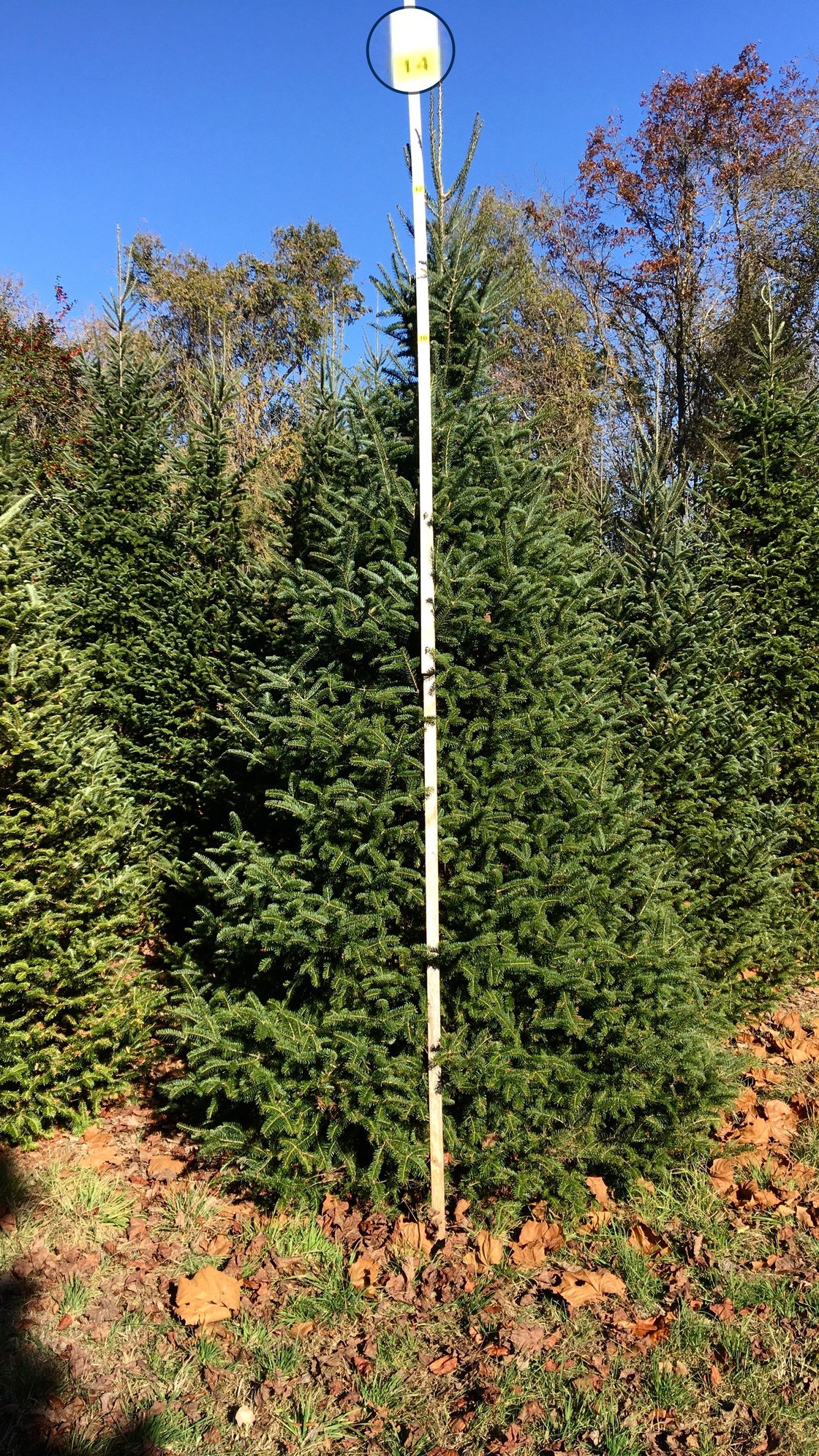 Merry Christmas everyone! - Ford Truck Enthusiasts Forums