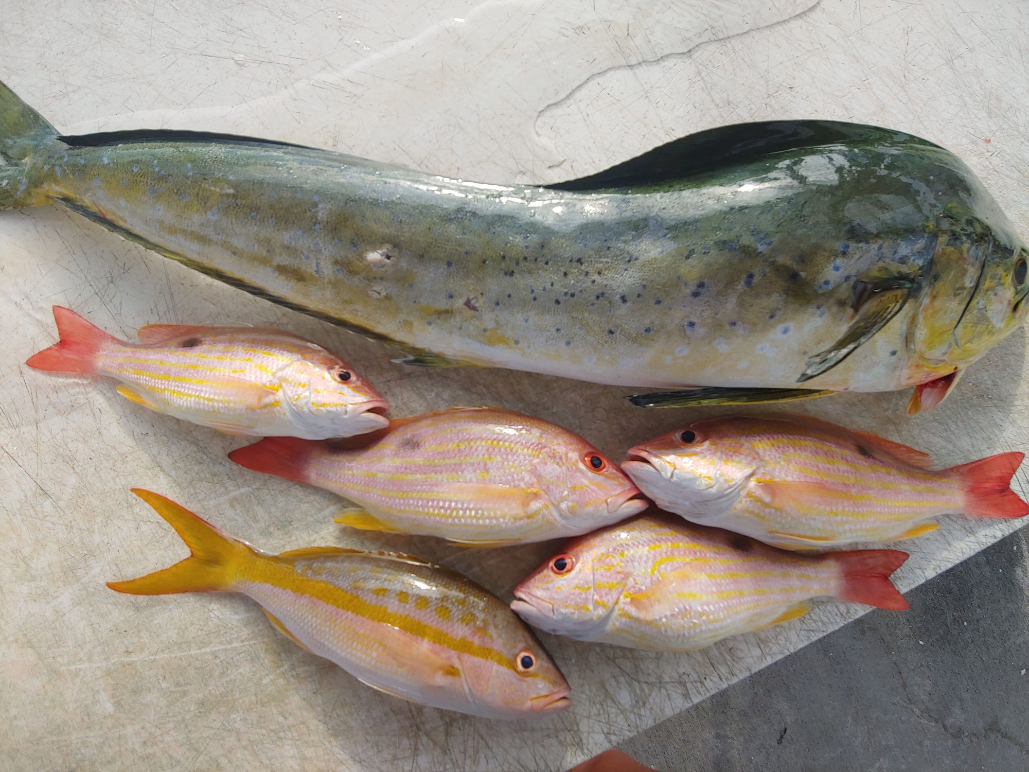 The Hull Truth - Boating and Fishing Forum - Yellowtail Snapper