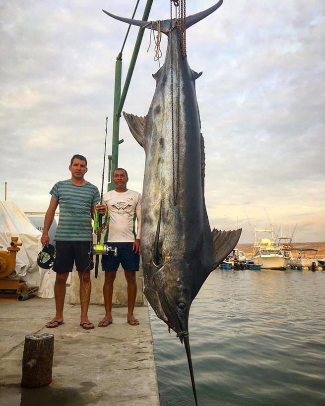 Grander Marlin Video The Hull Truth Boating and Fishing Forum