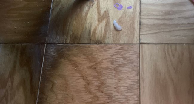 Spring Creek Towers - 54 Reviews | Brooklyn, NY Apartments for Rent ...